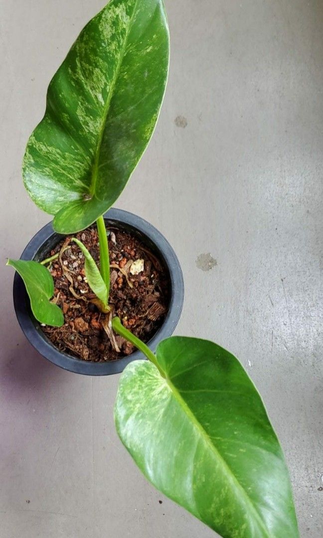 Philodendron Giganteum Marble Queen Albo Variegated, Furniture & Home ...