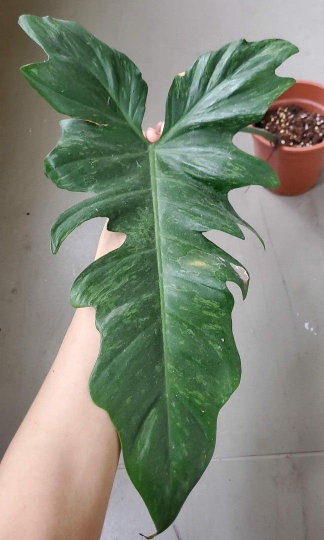 Philodendron Lime Fiddle Variegated, Furniture & Home Living, Gardening ...