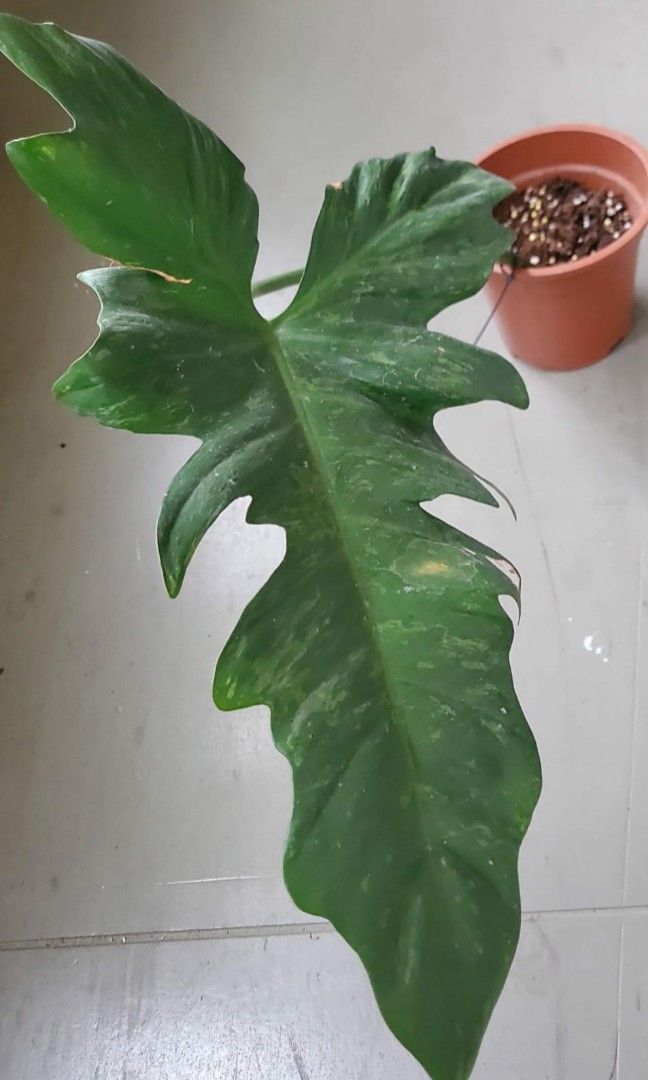 Philodendron Lime Fiddle Variegated, Furniture & Home Living, Gardening ...
