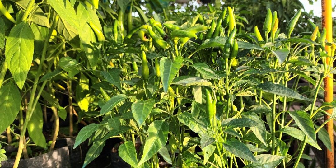 Siling Labuyo, Furniture & Home Living, Gardening, Plants & Seeds on ...