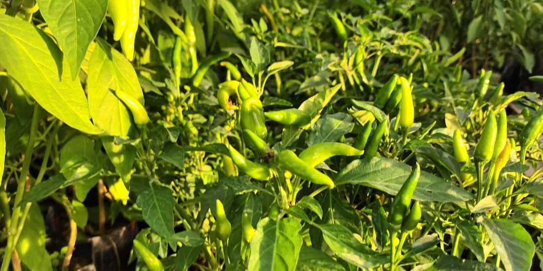 Siling Labuyo, Furniture & Home Living, Gardening, Plants & Seeds on ...