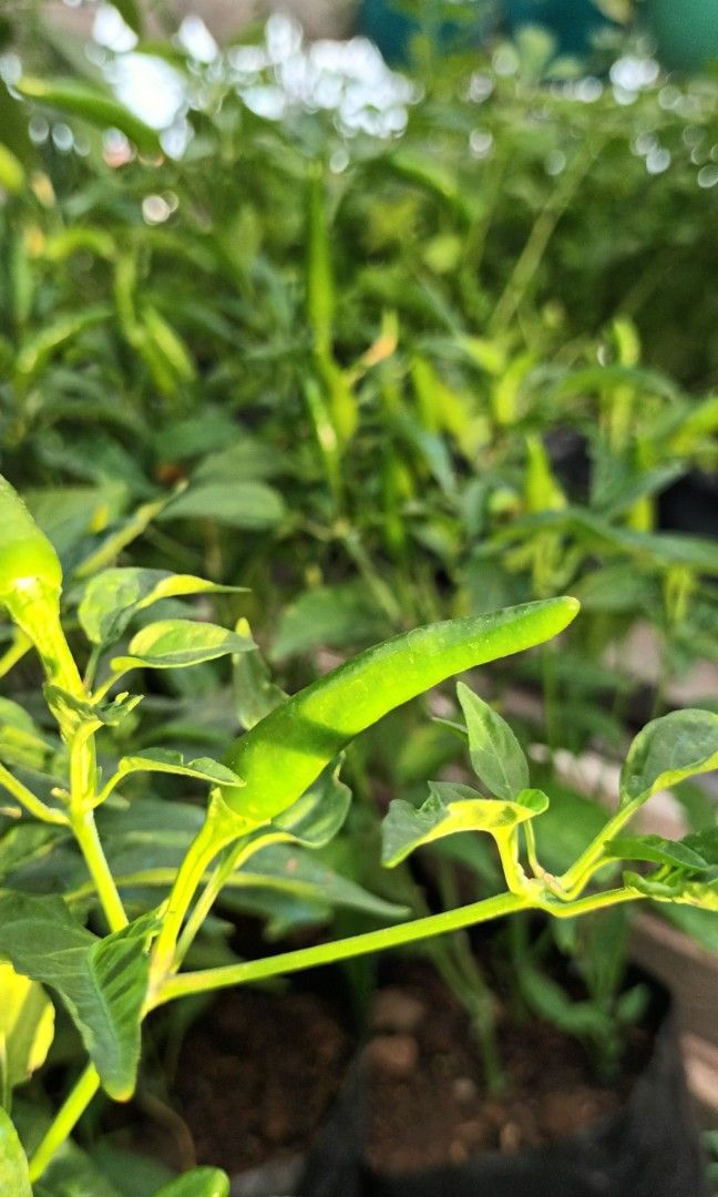 Siling Labuyo, Furniture & Home Living, Gardening, Plants & Seeds on ...