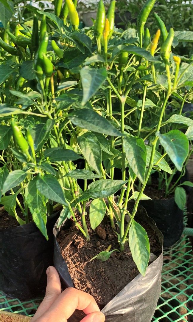 Siling Labuyo, Furniture & Home Living, Gardening, Plants & Seeds on ...