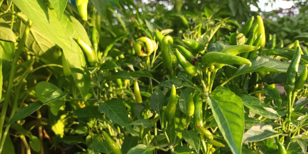 Siling Labuyo, Furniture & Home Living, Gardening, Plants & Seeds on ...