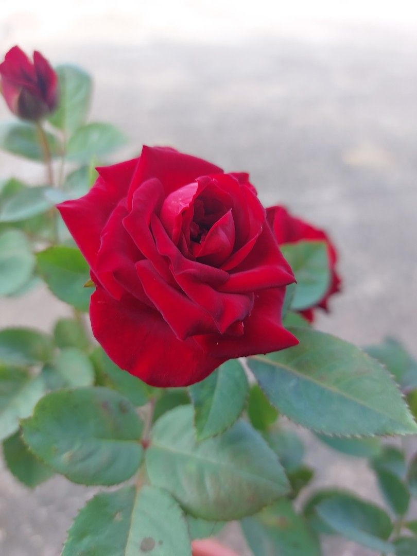 Triple Colour Roses, Furniture & Home Living, Gardening, Plants & Seeds ...