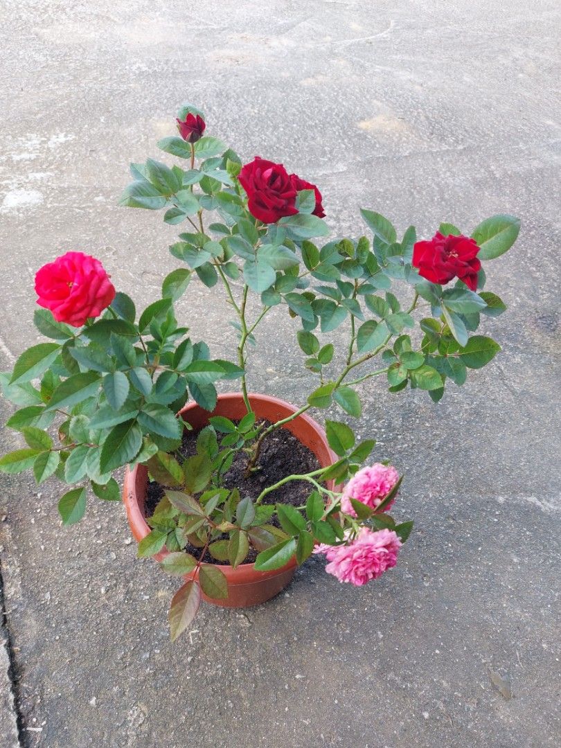 Triple Colour Roses, Furniture & Home Living, Gardening, Plants & Seeds ...