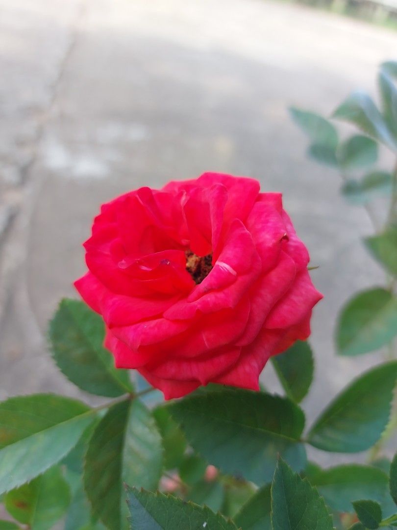 Triple Colour Roses, Furniture & Home Living, Gardening, Plants & Seeds ...