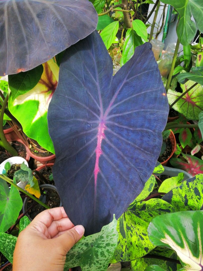 Violet Fantasy Colocasia, Furniture & Home Living, Gardening, Plants ...