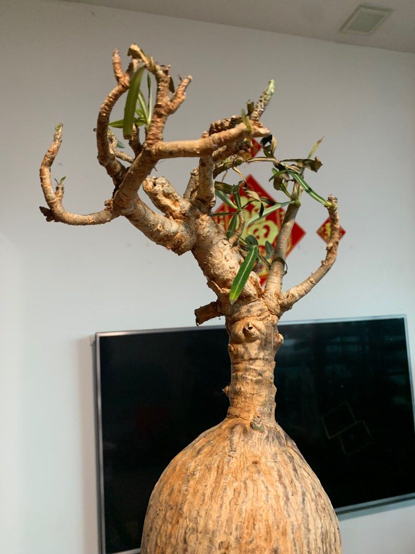 Adenium Somalense var Nova Tanzania, Furniture & Home Living, Gardening ...