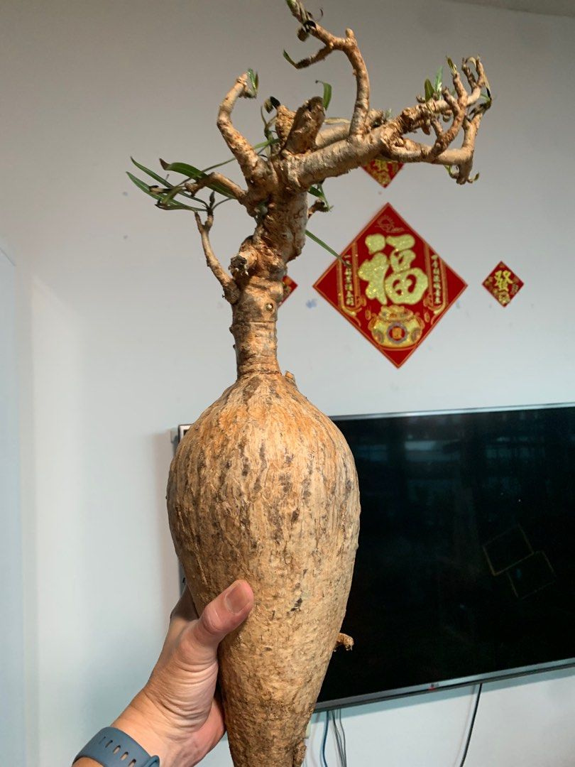 Adenium Somalense var Nova Tanzania, Furniture & Home Living, Gardening ...