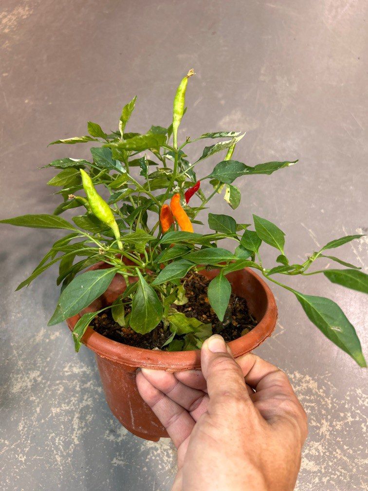 Chilli Padi Variegated edible Plant, Furniture & Home Living, Gardening ...