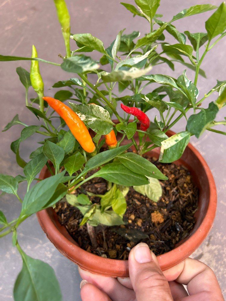Chilli Padi Variegated edible Plant, Furniture & Home Living, Gardening ...