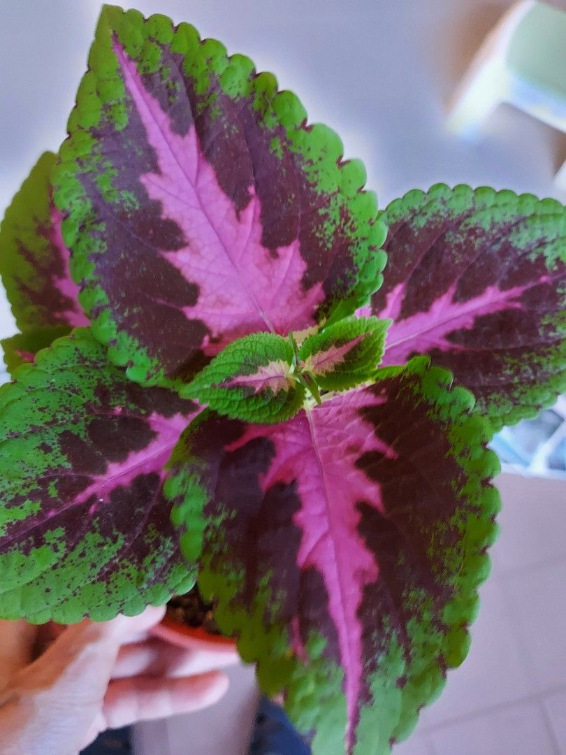 Coleus Kong Rose, Furniture & Home Living, Gardening, Plants & Seeds on ...