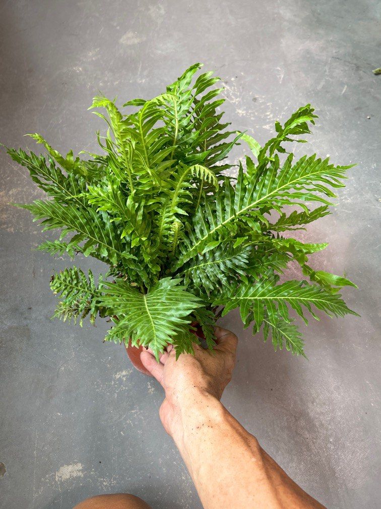 Dwarf Tree Fern $12 each, Furniture & Home Living, Gardening, Plants ...