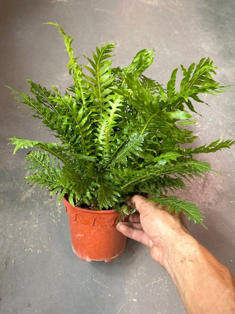 Dwarf Tree Fern $12 each, Furniture & Home Living, Gardening, Plants ...