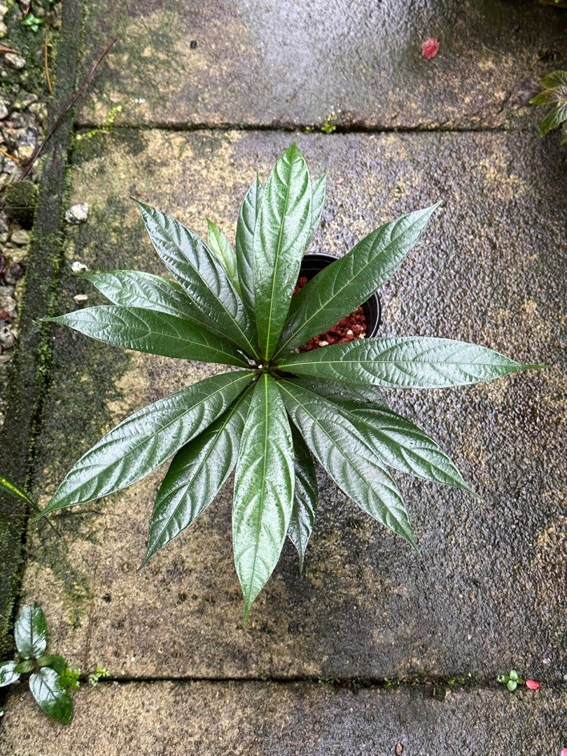 Ficus squamosa, Furniture & Home Living, Gardening, Plants & Seeds on ...