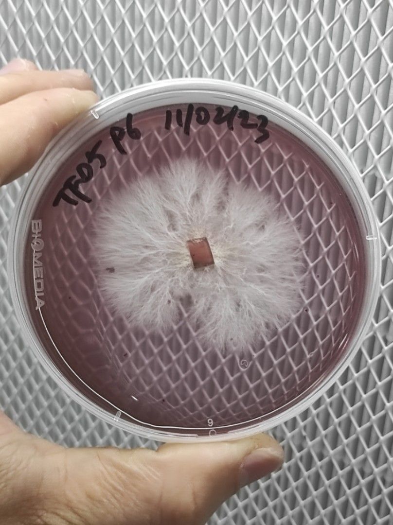 Mycelium culture, various edible species, Furniture & Home Living ...