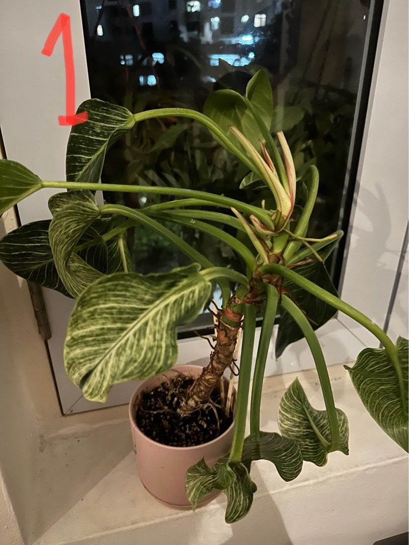 Philo birkin for sale, Furniture & Home Living, Gardening, Plants ...