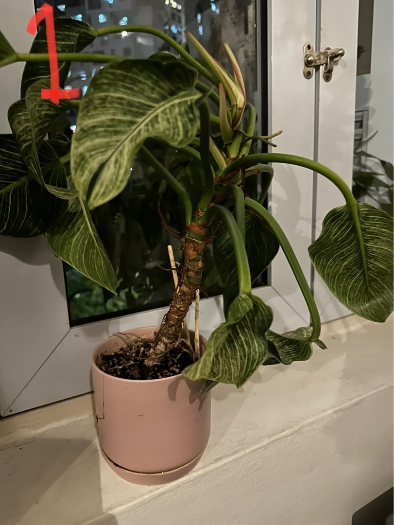 Philo birkin for sale, Furniture & Home Living, Gardening, Plants ...