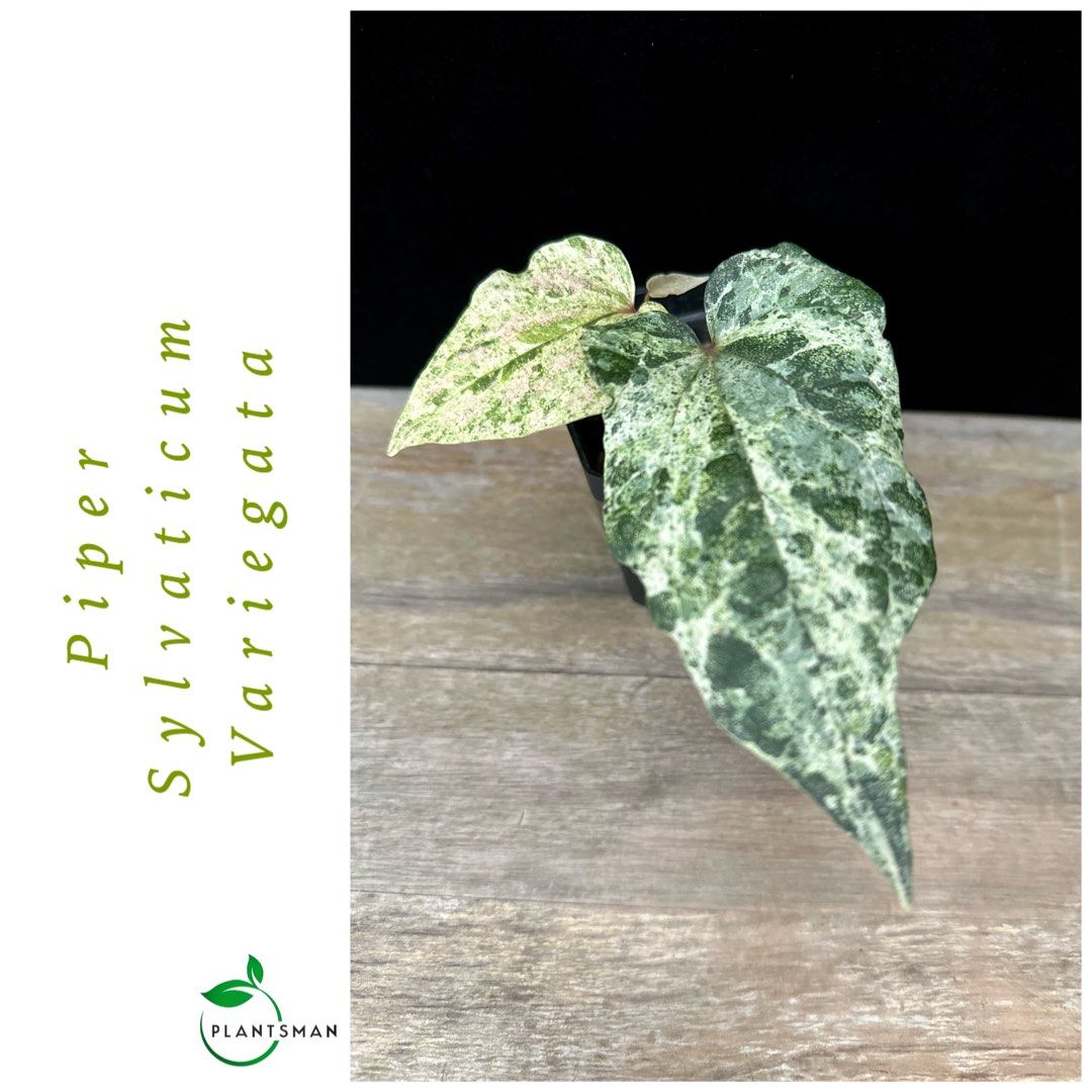 Piper sylvaticum Variegata, Furniture & Home Living, Gardening, Plants ...