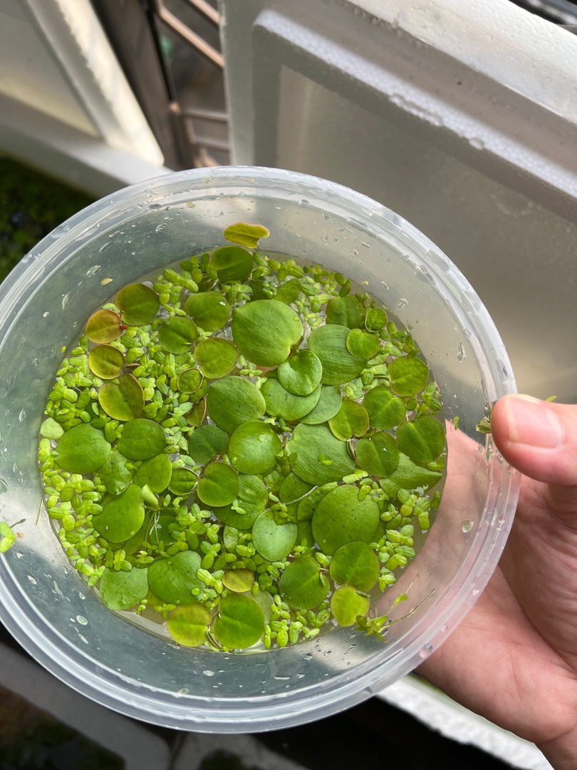 red root and Amazon frogbit float plants, Furniture & Home Living ...