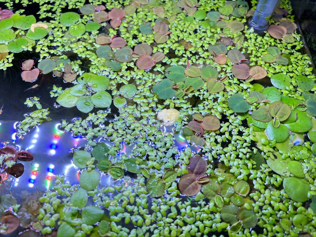 red root and Amazon frogbit float plants, Furniture & Home Living ...