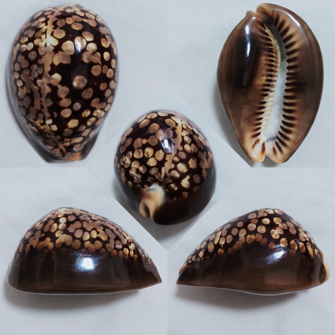 Seashell - Humpback Cowry, Hobbies & Toys, Memorabilia & Collectibles ...