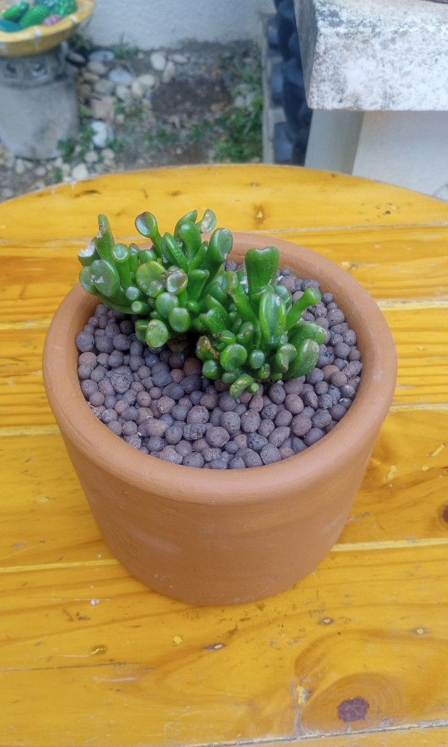 Shrek Ears Succulent Plant Terracotta Pot on Carousell