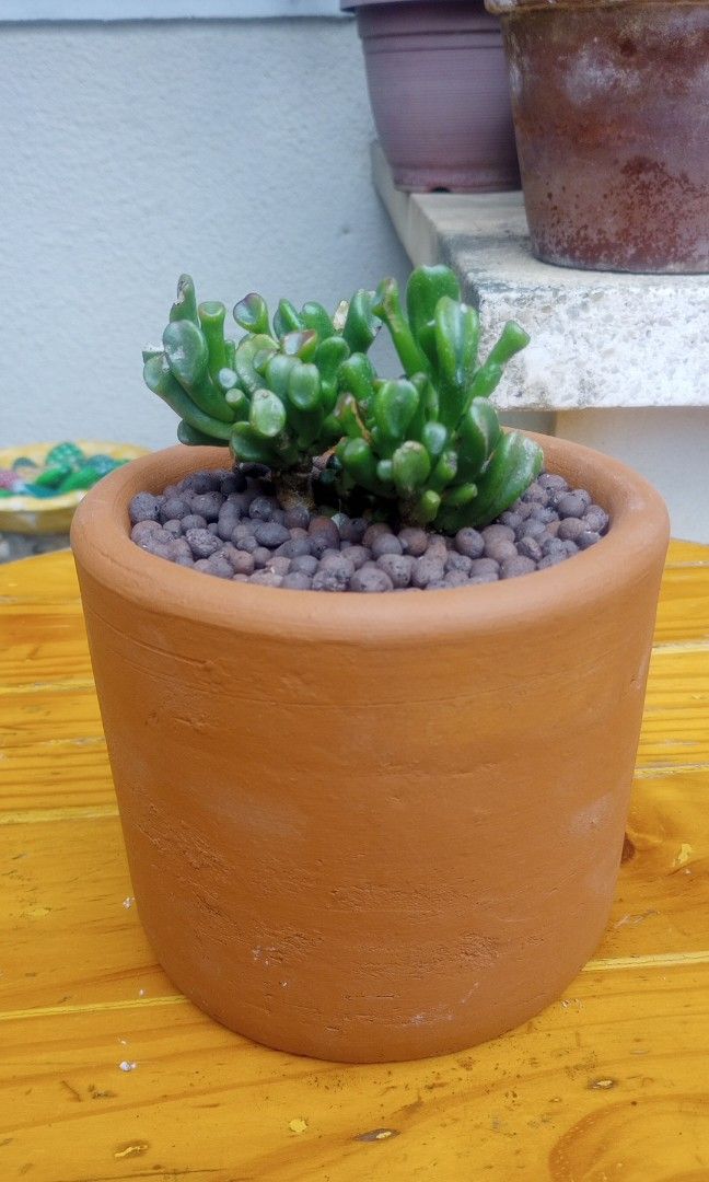 Shrek Ears Succulent Plant Terracotta Pot on Carousell