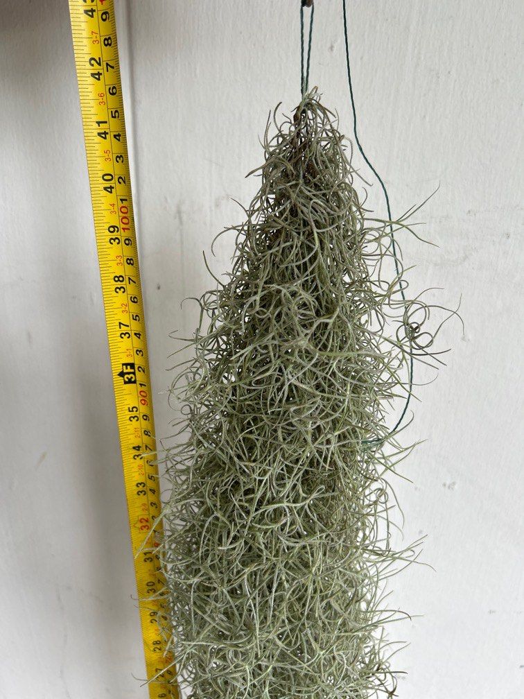 Spinach Moss 1m long, Furniture & Home Living, Gardening, Plants ...