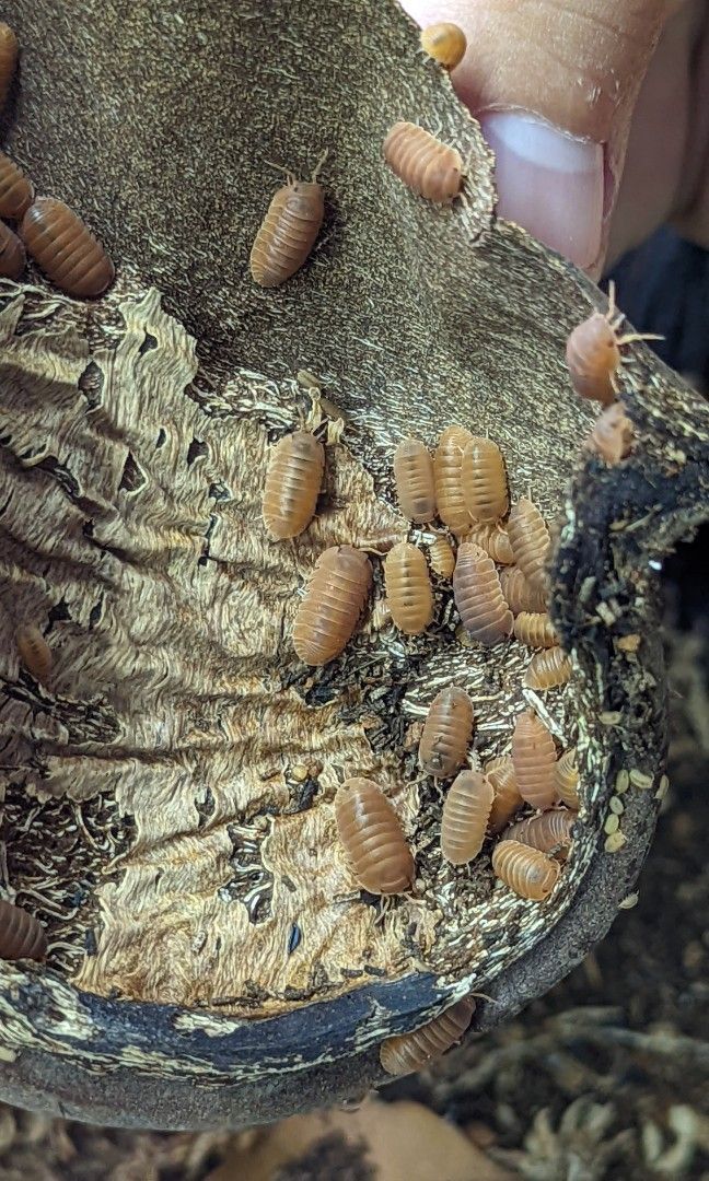 Cubaris Murina 'Mandarin Orange', Pet Supplies, Pet Food on Carousell