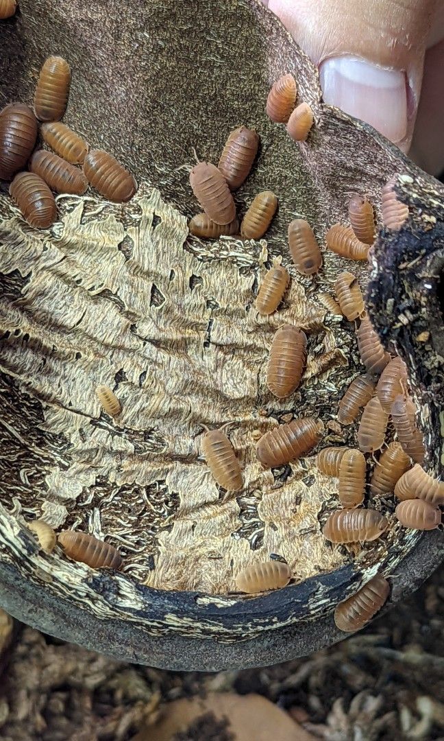 Cubaris Murina 'Mandarin Orange', Pet Supplies, Pet Food on Carousell