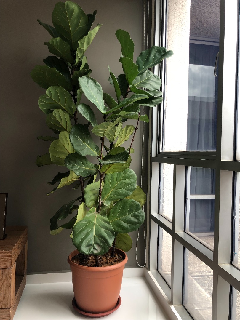 Ficus Plant, Furniture & Home Living, Gardening, Plants & Seeds on ...