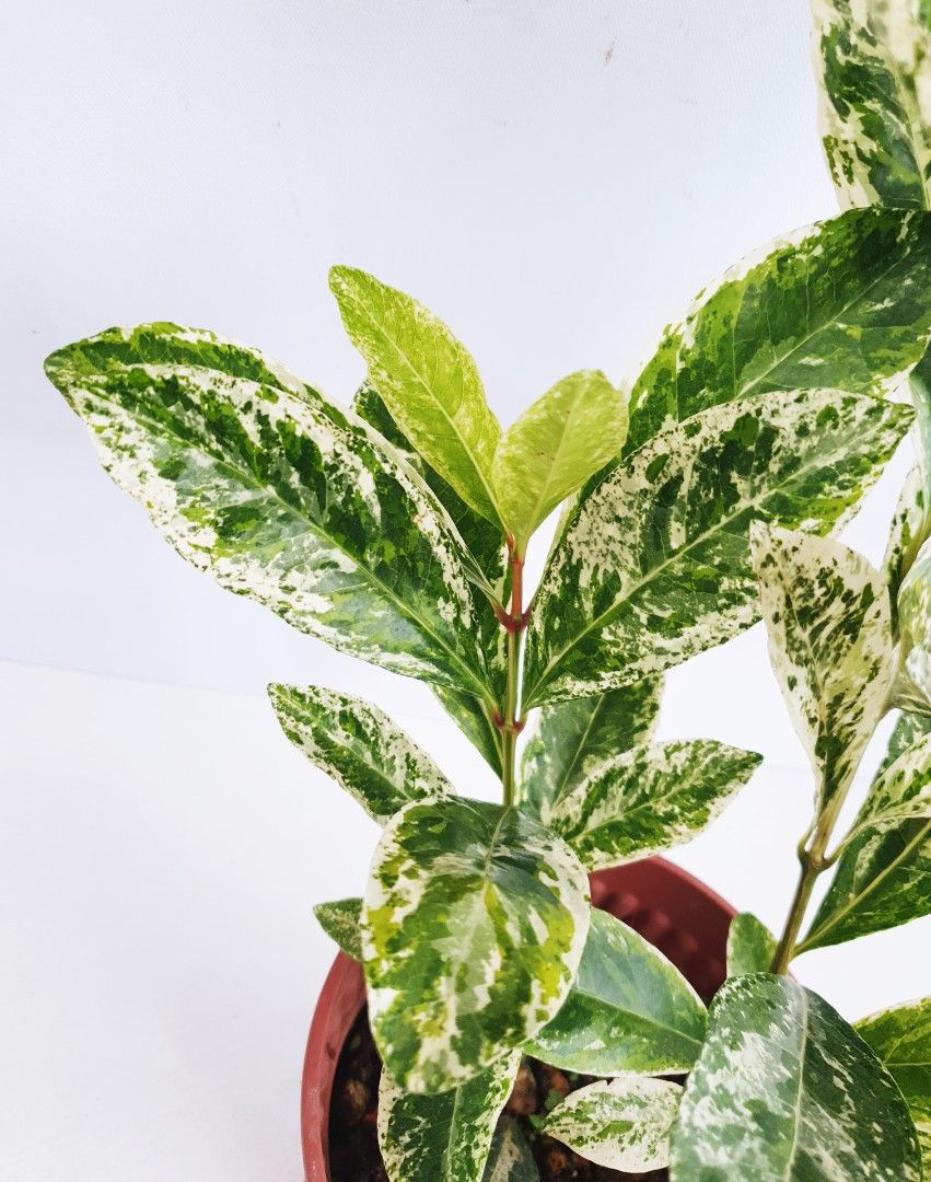 Ixora Finlaysoniana Variegated, Furniture & Home Living, Gardening ...