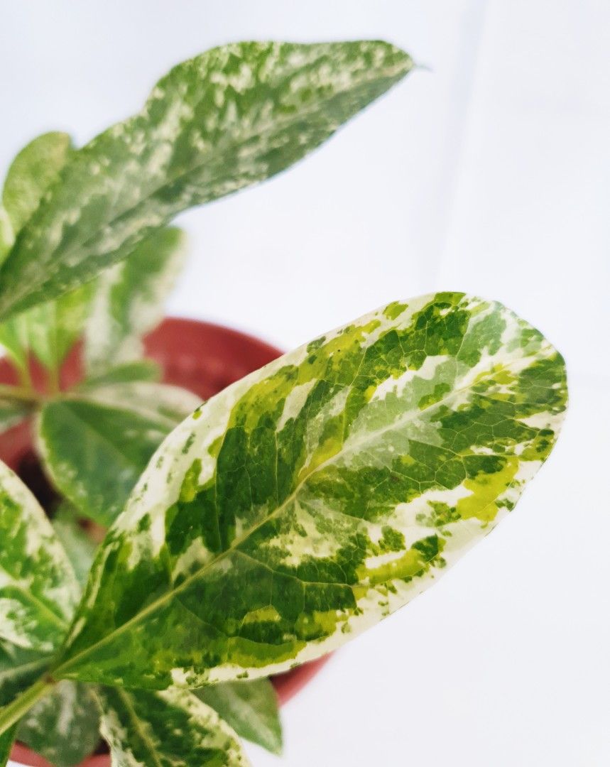 Ixora Finlaysoniana Variegated, Furniture & Home Living, Gardening ...