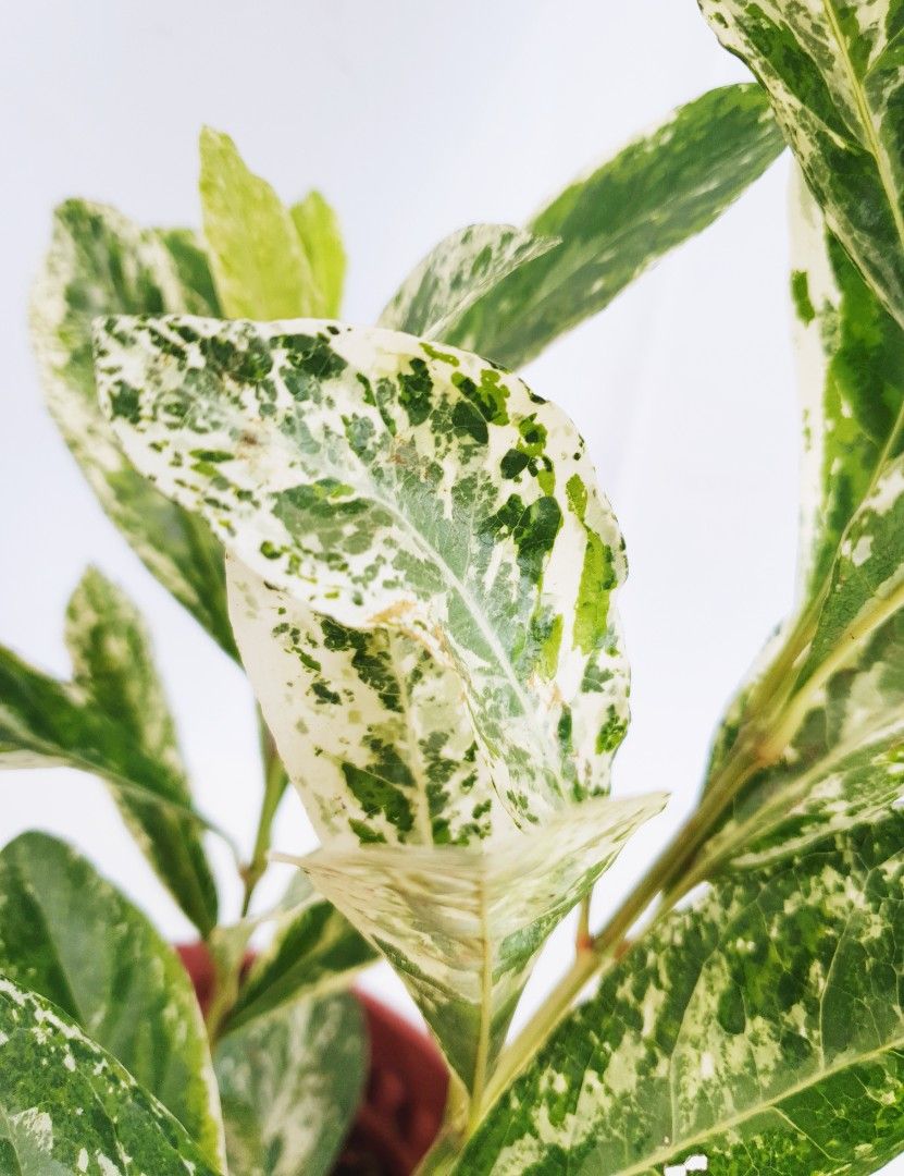 Ixora Finlaysoniana Variegated, Furniture & Home Living, Gardening ...