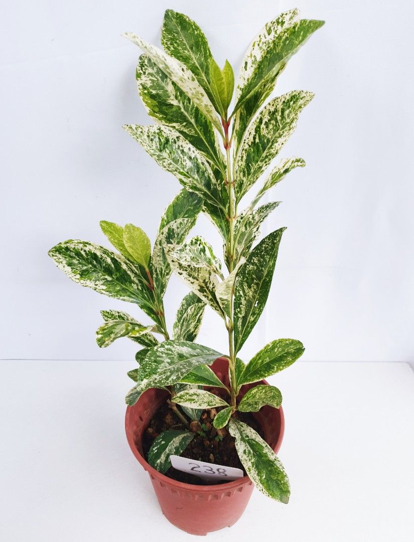 Ixora Finlaysoniana Variegated, Furniture & Home Living, Gardening ...