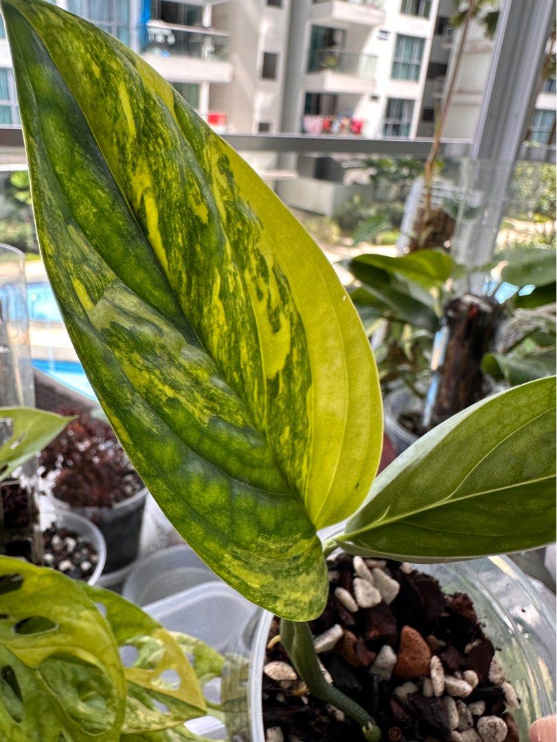 Monstera Peru Variegated, Furniture & Home Living, Gardening, Plants ...