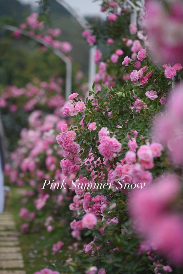 NEW ROSES PLANTS COMING, Furniture & Home Living, Gardening, Plants ...