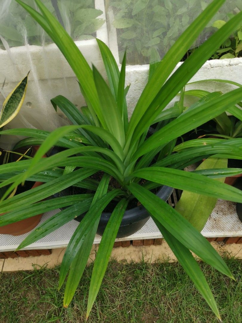 Pandan Plant, Furniture & Home Living, Gardening, Plants & Seeds on ...