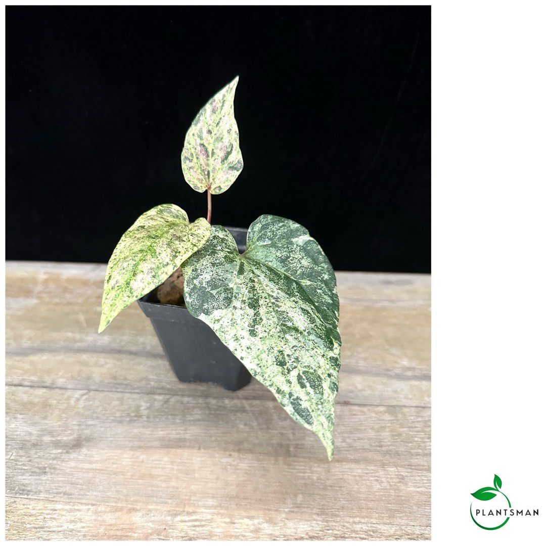 Piper Sylvaticum Variegata, Furniture & Home Living, Gardening, Plants ...