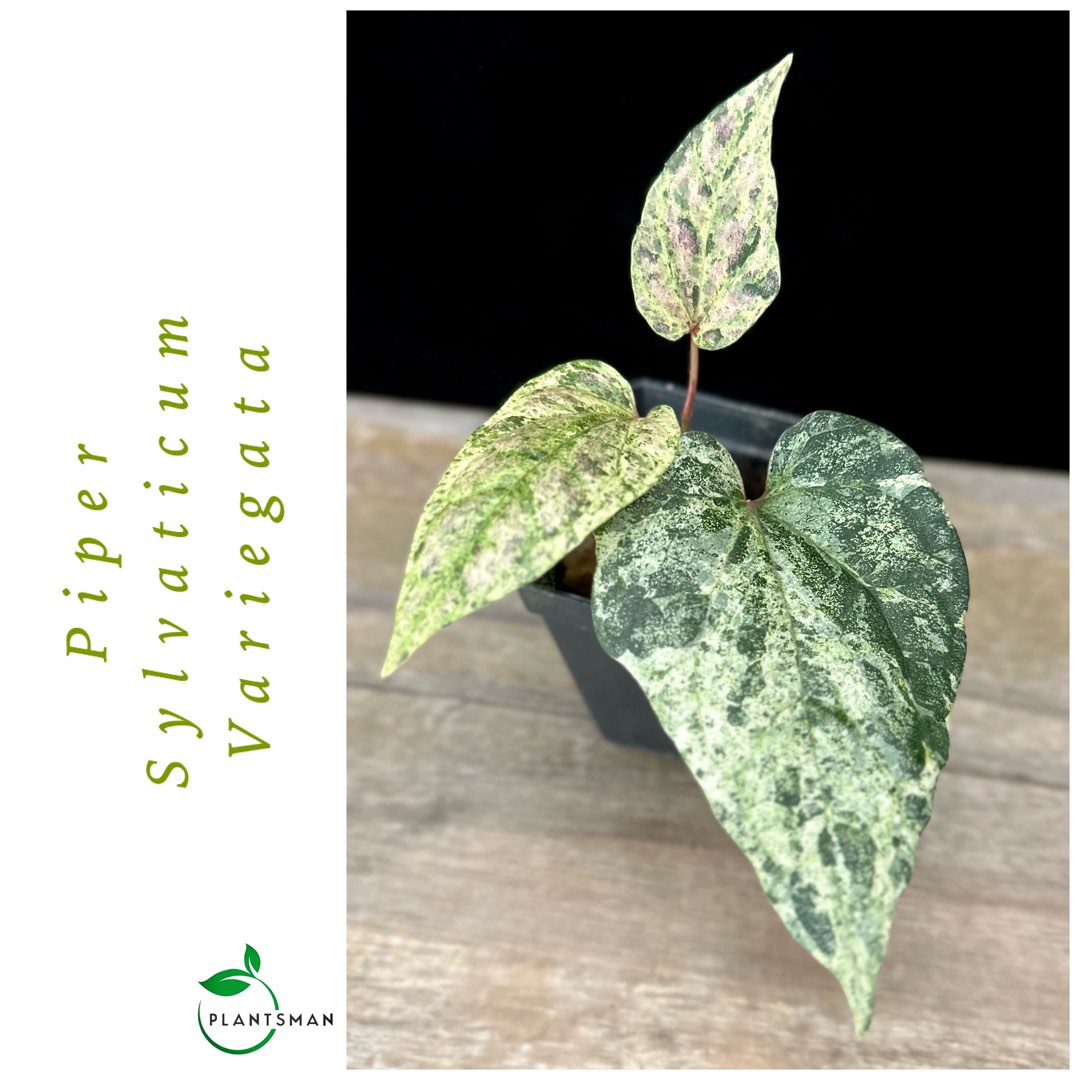 Piper Sylvaticum Variegata, Furniture & Home Living, Gardening, Plants ...