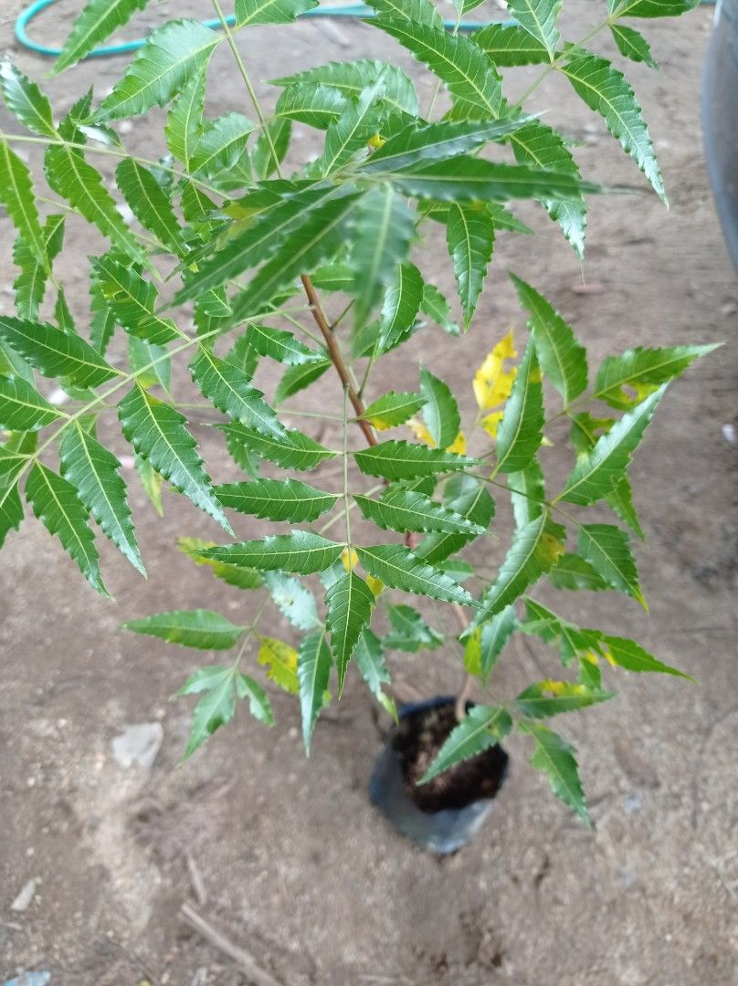 Pokok Semambu I Neem, Furniture & Home Living, Gardening, Plants ...