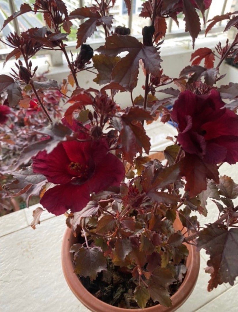 Red leaf hibiscus cranberry plant potted organic edible Edible Panama ...