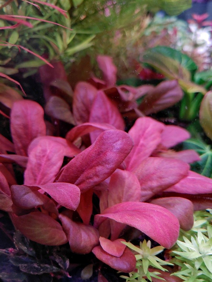 Samolus parviflorus red, Furniture & Home Living, Gardening, Plants ...