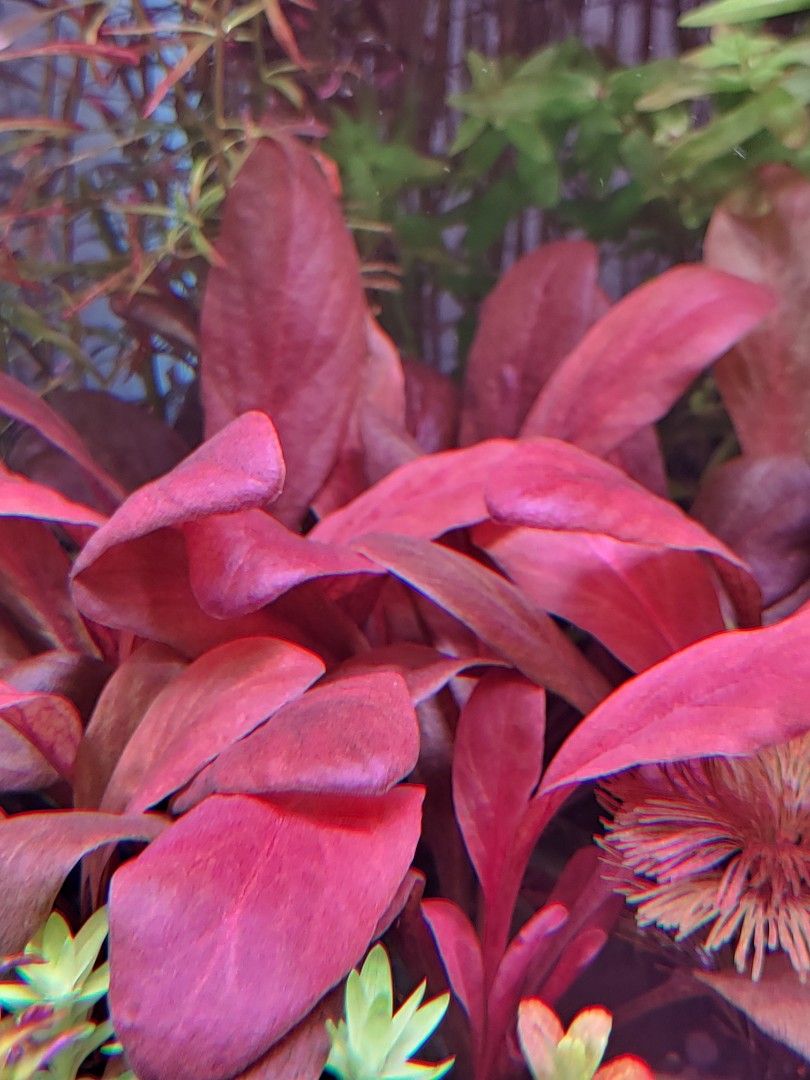 Samolus parviflorus red, Furniture & Home Living, Gardening, Plants ...