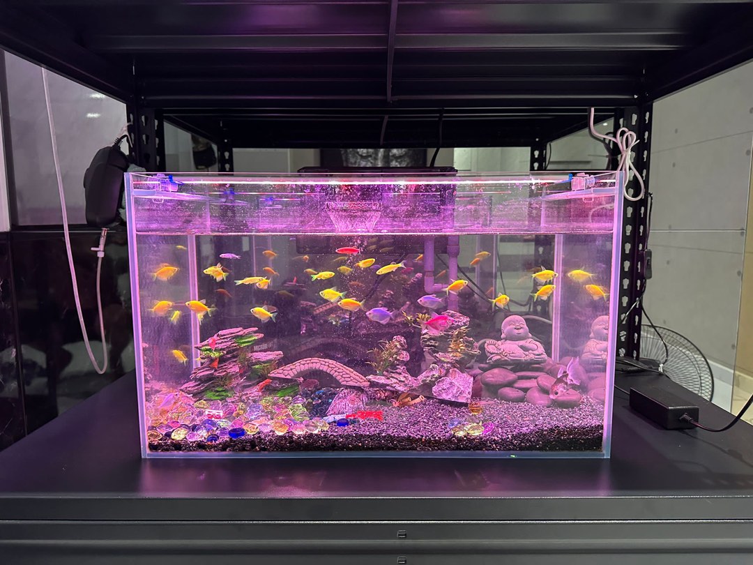 2 FEET TANK, Pet Supplies, Homes & Other Pet Accessories on Carousell