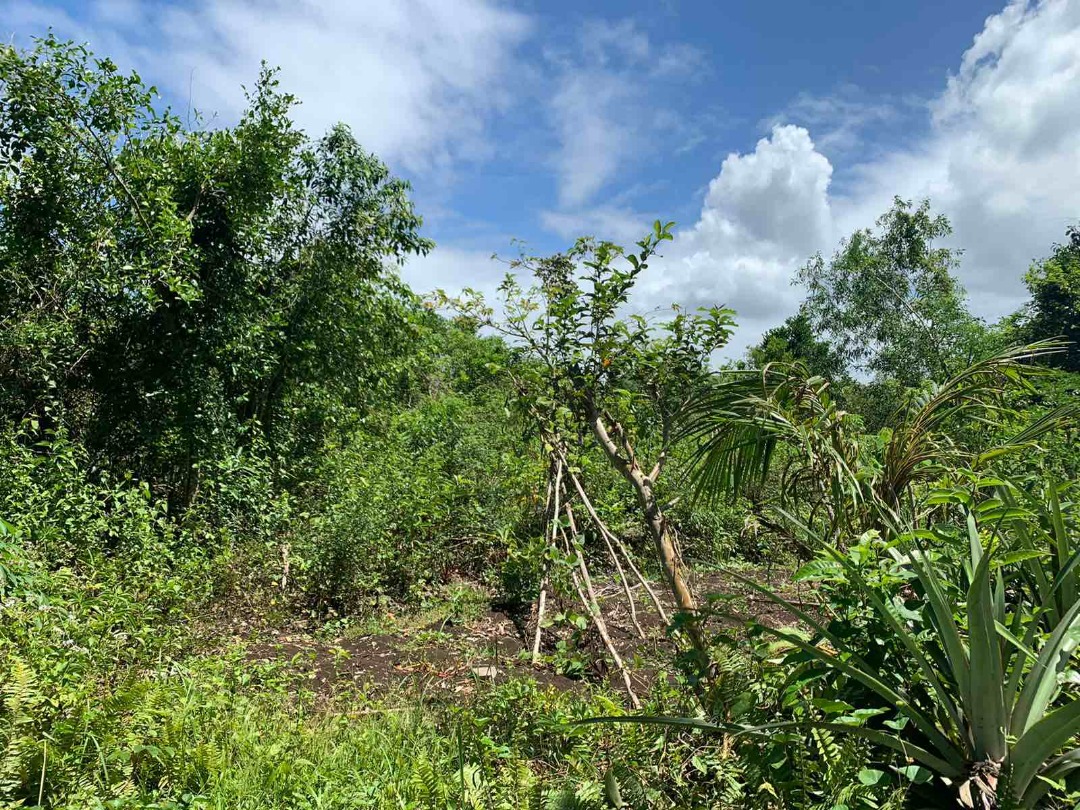 For Sale: Lot in Bil-isan Panglao Bohol, P93M!, Property, For Sale, Lot ...