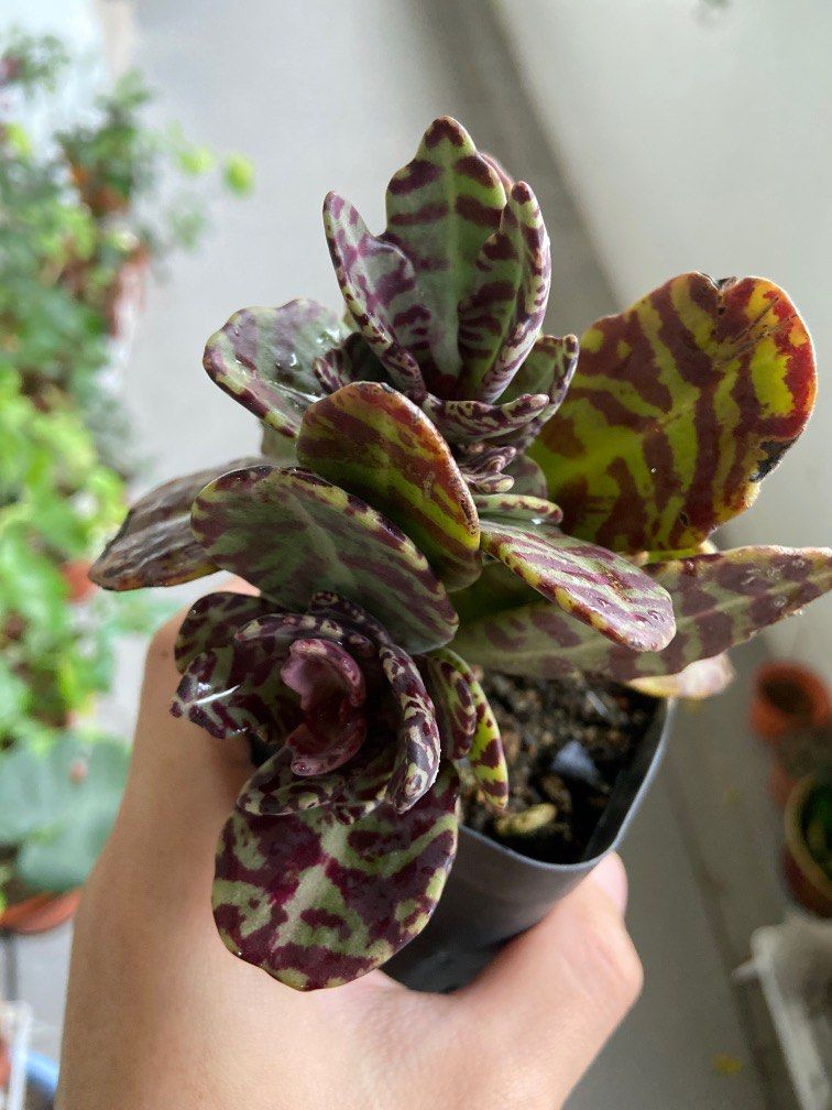 Kalanchoe Humilis Succulent, Furniture & Home Living, Gardening, Plants ...