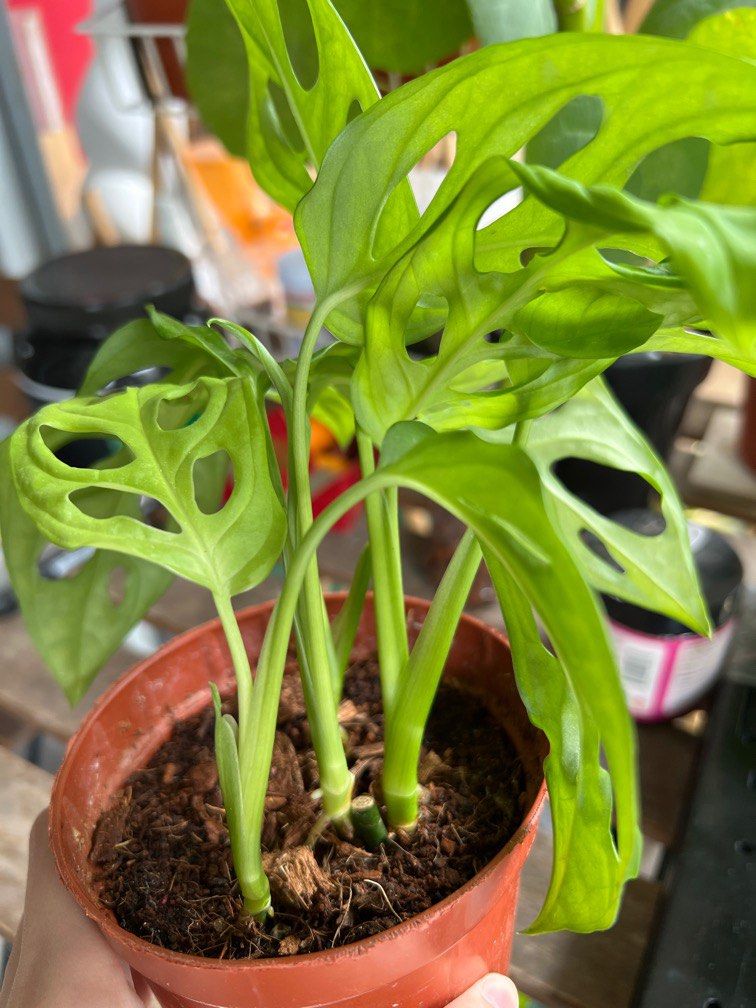 Monstera adansonii Swiss cheese plant pothos, Furniture & Home Living ...